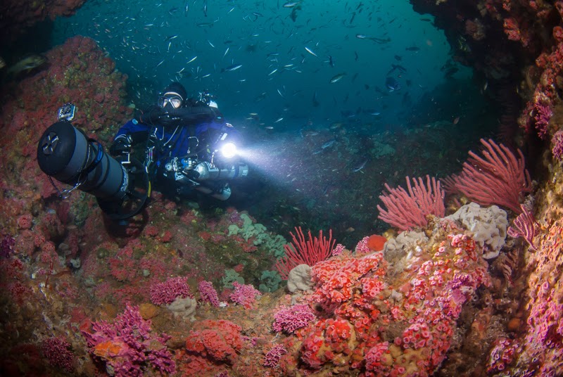 Diving into Ocean Conservation - Q&A with VP of Engineering Allison Lee